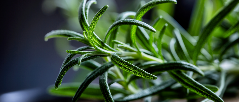 EGET Vakfı İktisadi İşletmesi - Biberiye (Rosmarinus officinalis ...